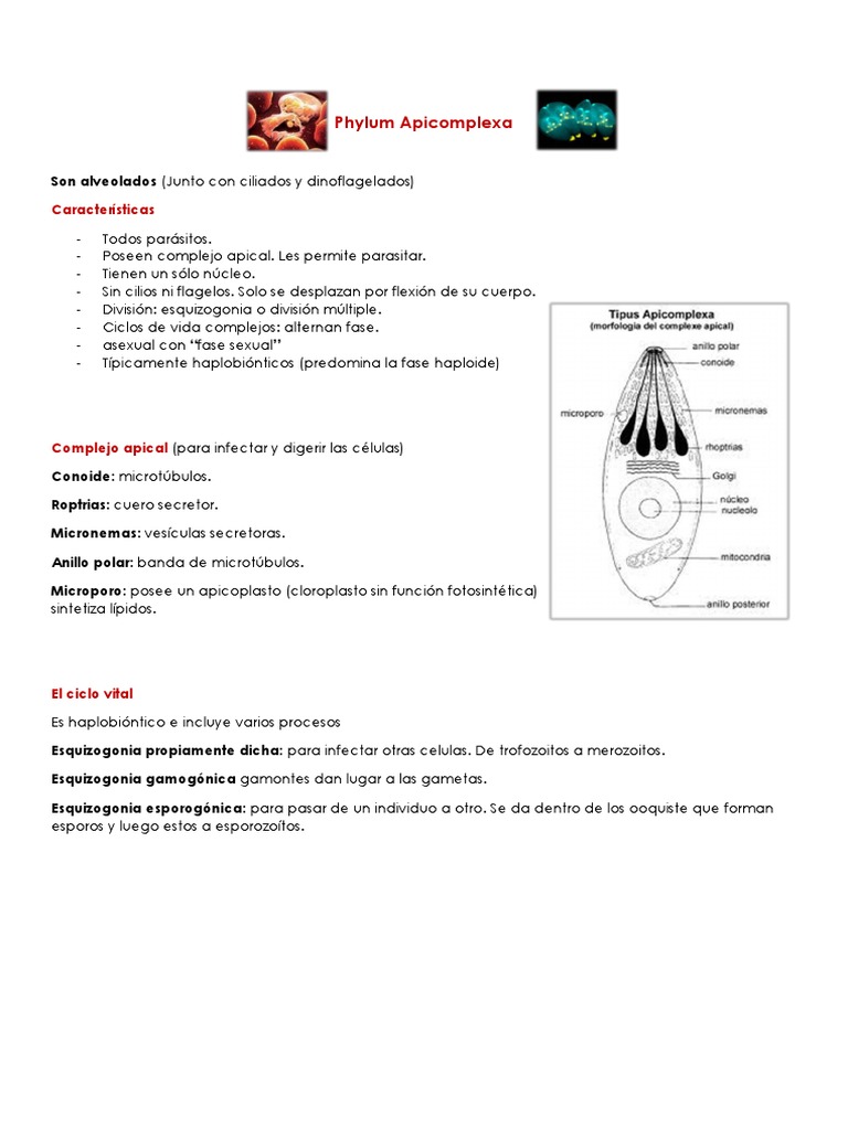 Phylum Apicomplexa | PDF | Especialidades Medicas | Biología