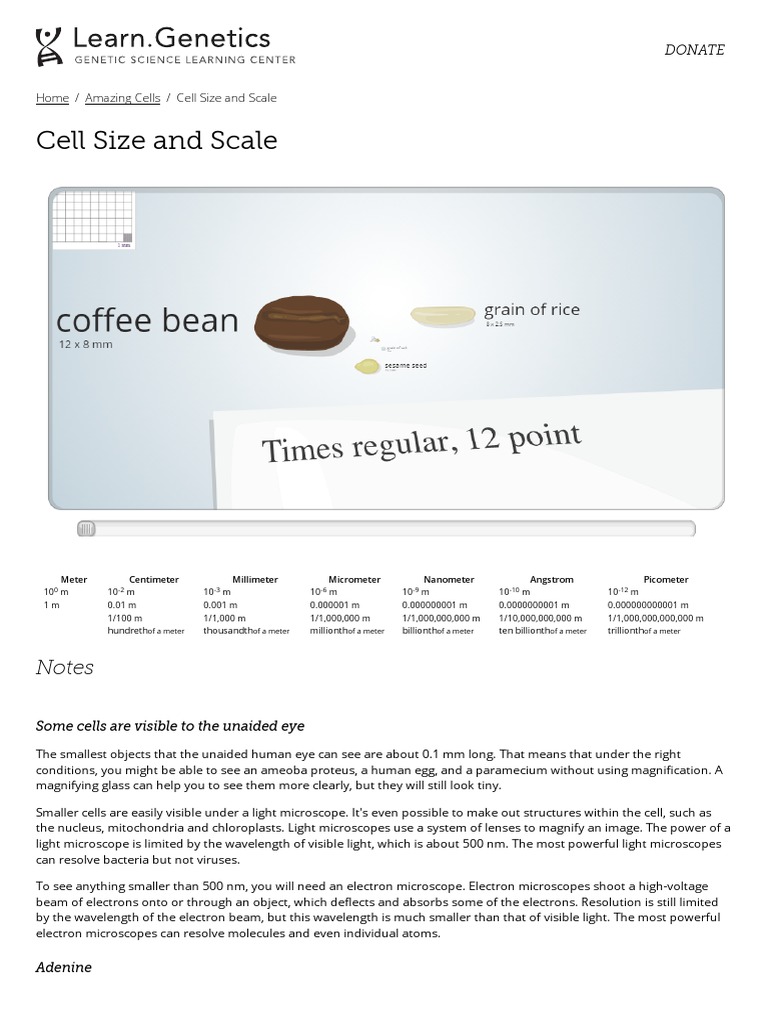 Cell Size and Scale | PDF | Dna | Microscope