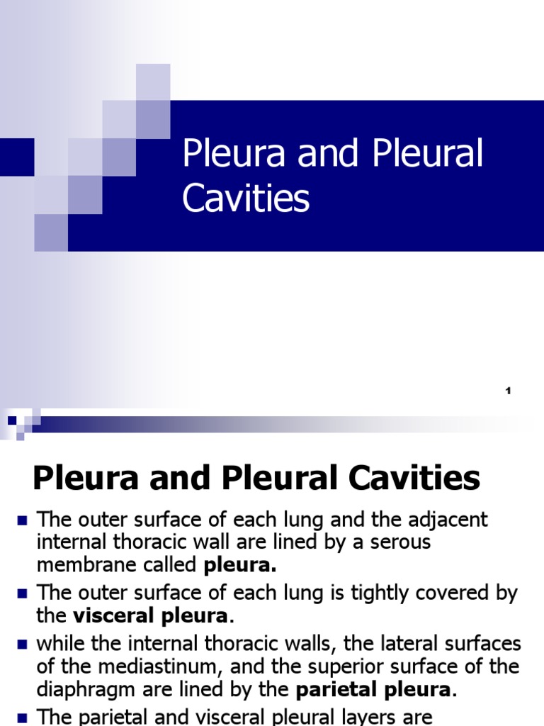 Pluera and Lungs | Download Free PDF | Lung | Respiratory Tract
