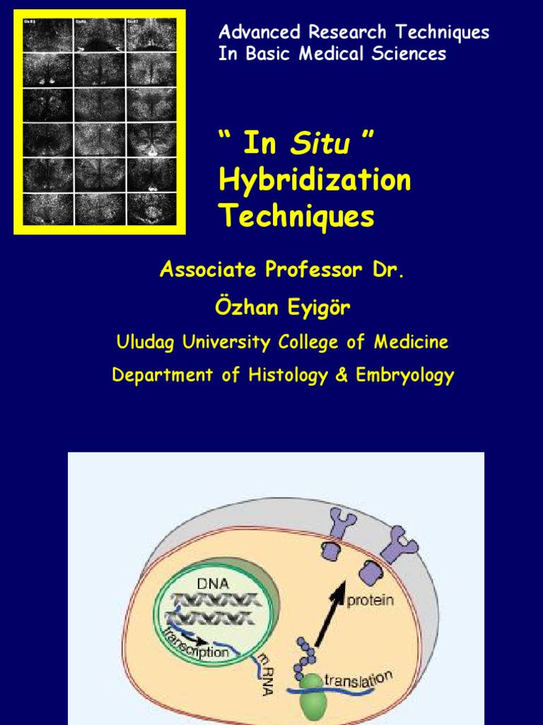 "In Situ" Hybridization Techniques | PDF | In Situ Hybridization ...