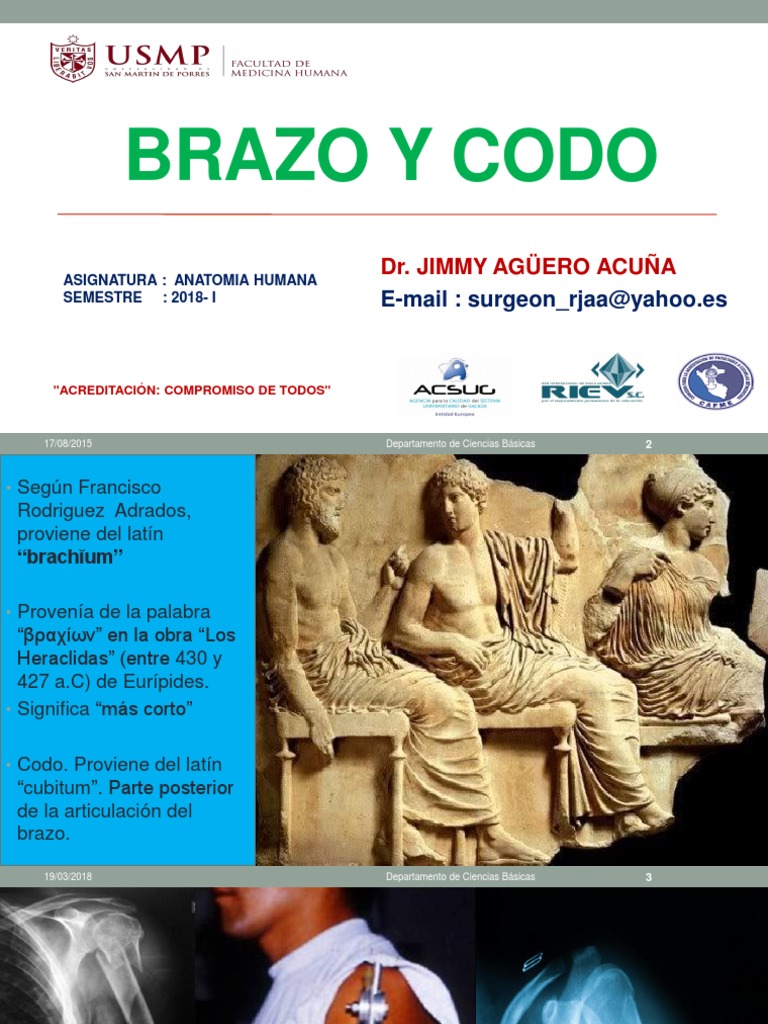 Brazo Codo 2018 Anatomia Humana Usmp Pdf Deportes