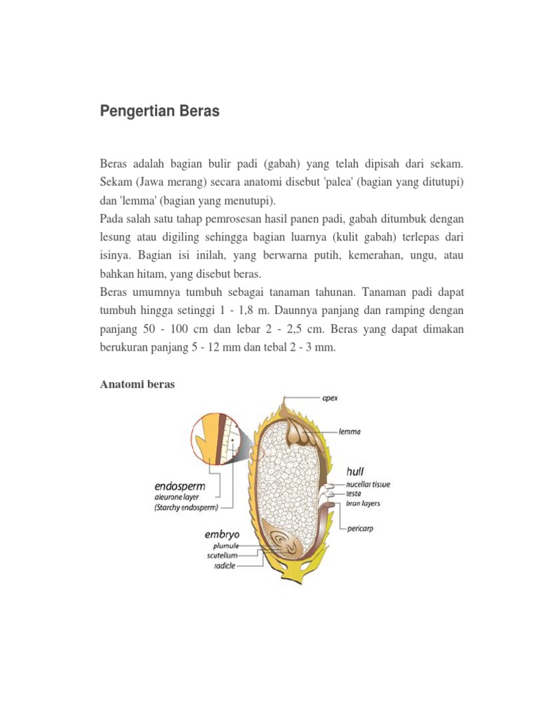 Pengertian Beras | PDF