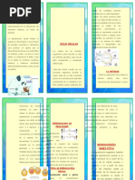 TRIPTICO Ucayali 2014 | PDF | Naturaleza