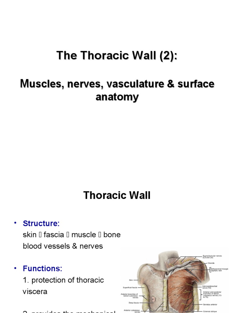 Anatomy, Lecture 4, Thoracic Wall (2) (Slides) | Download Free PDF ...
