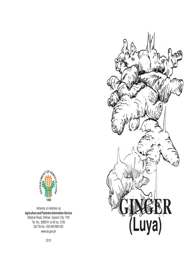 Ginger (Luya) PDF | PDF
