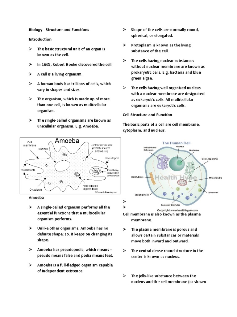 Biology | PDF | Tissue (Biology) | Endoplasmic Reticulum