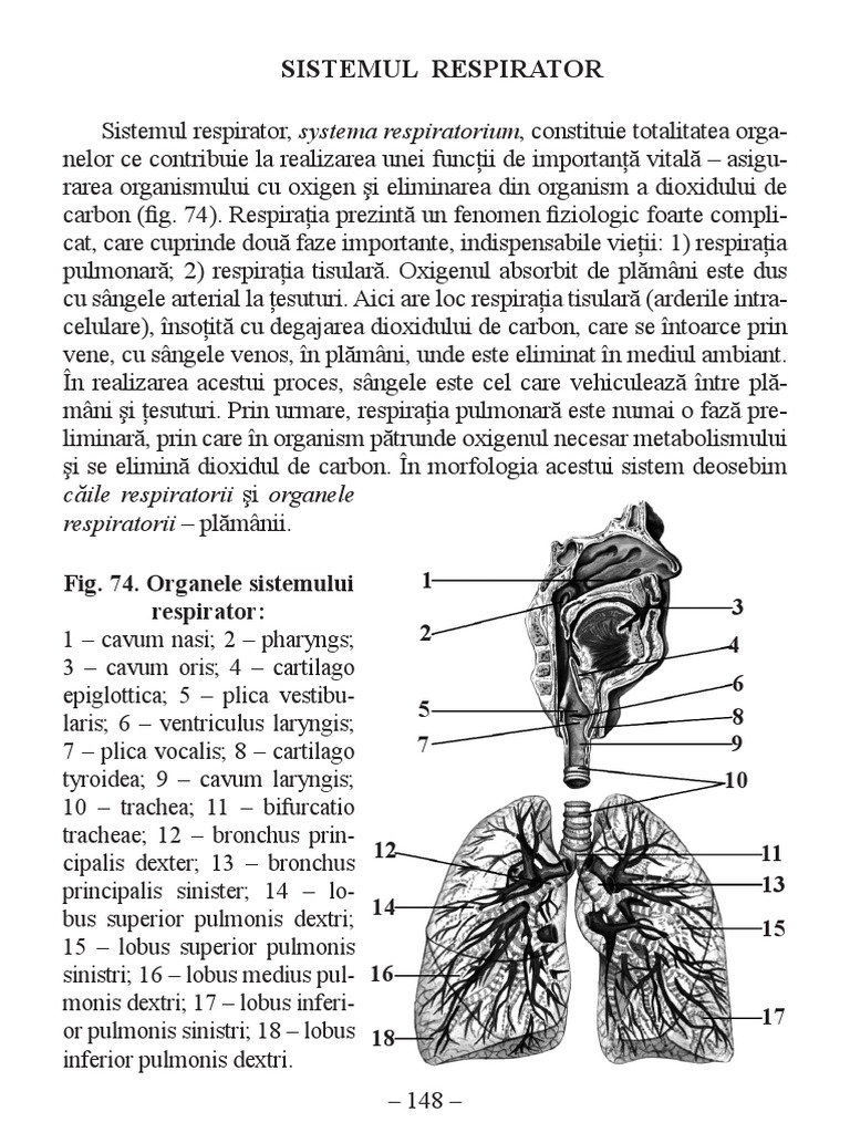 2 Sistemul Respirator | PDF