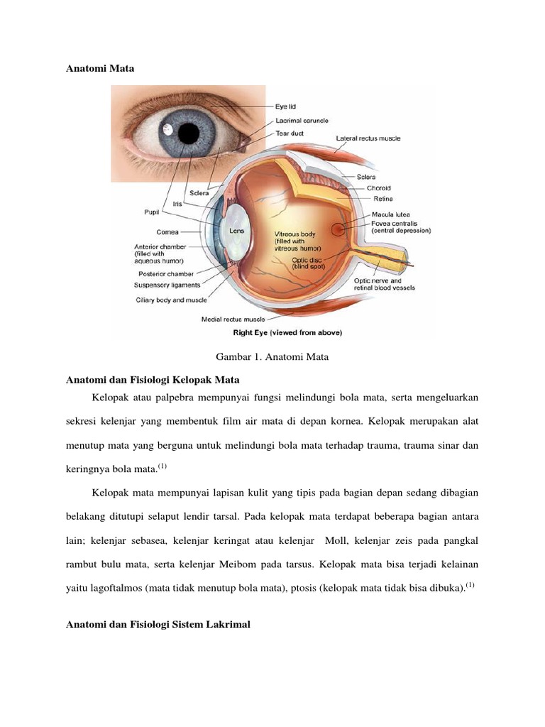 Anatomi dan Fisiologi Mata Manusia | PDF