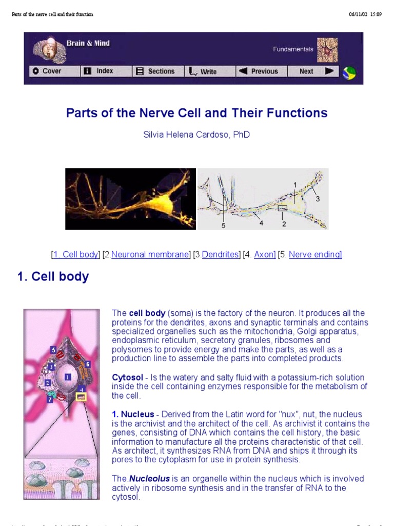 Neve Cell | PDF | Axon | Synapse