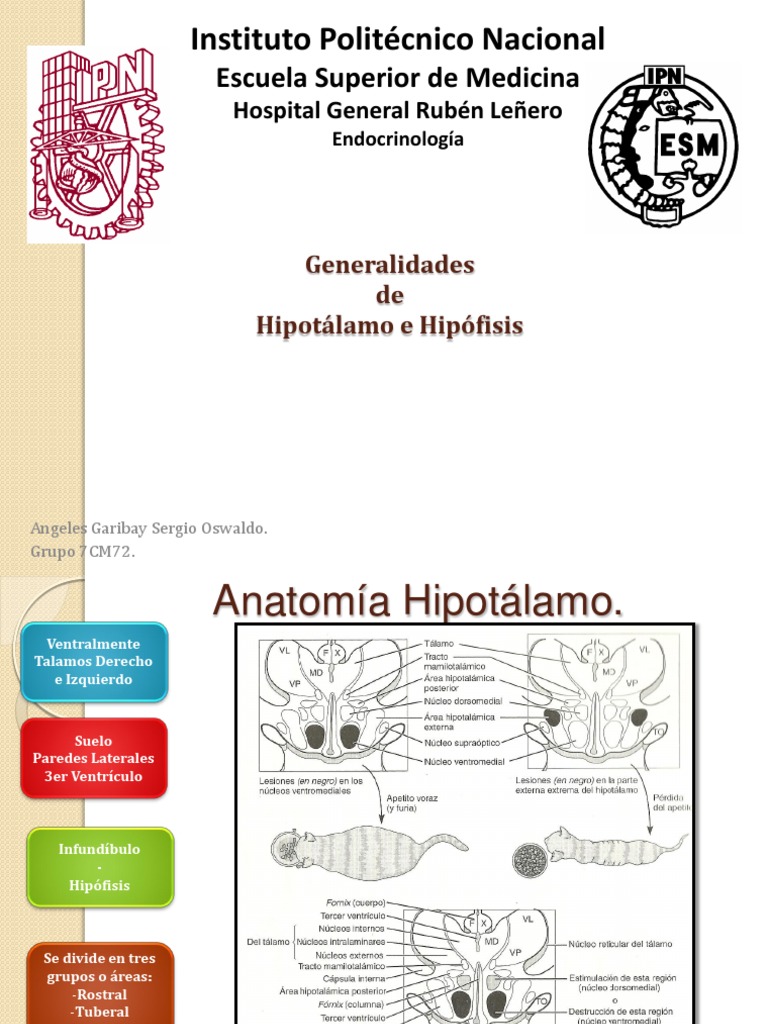 Anatomía y Función del Hipotálamo | PDF | Hormona adrenocorticotrópica ...