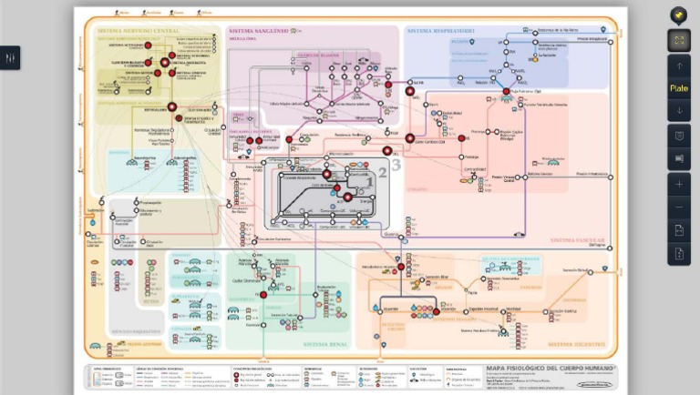 Mapa Fisiológico | PDF