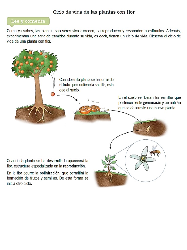 Ciclo de Vida de Las Plantas Con Flor | PDF