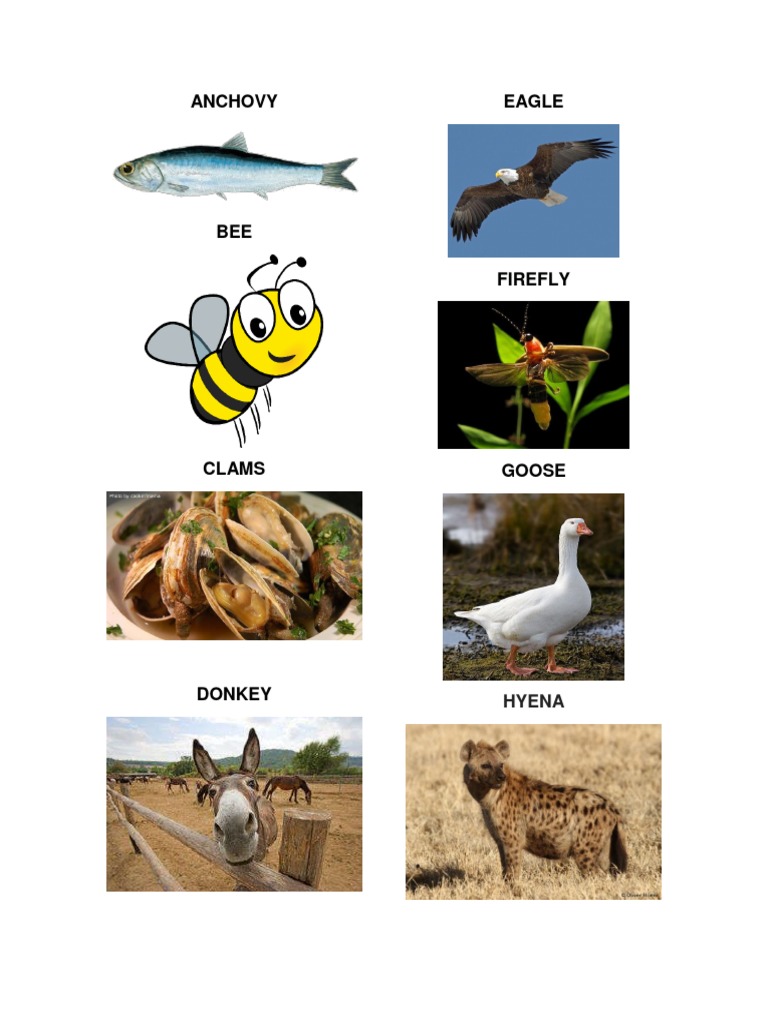 Lista de animales en inglés para niños | PDF