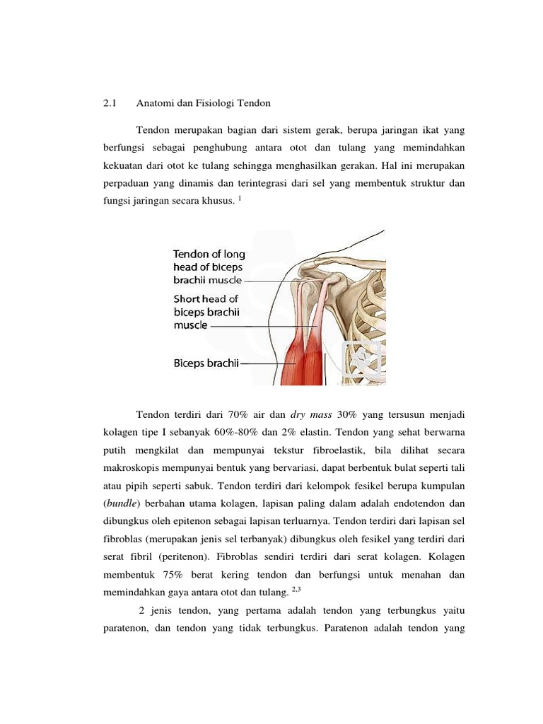 Anatomi Tendon | PDF