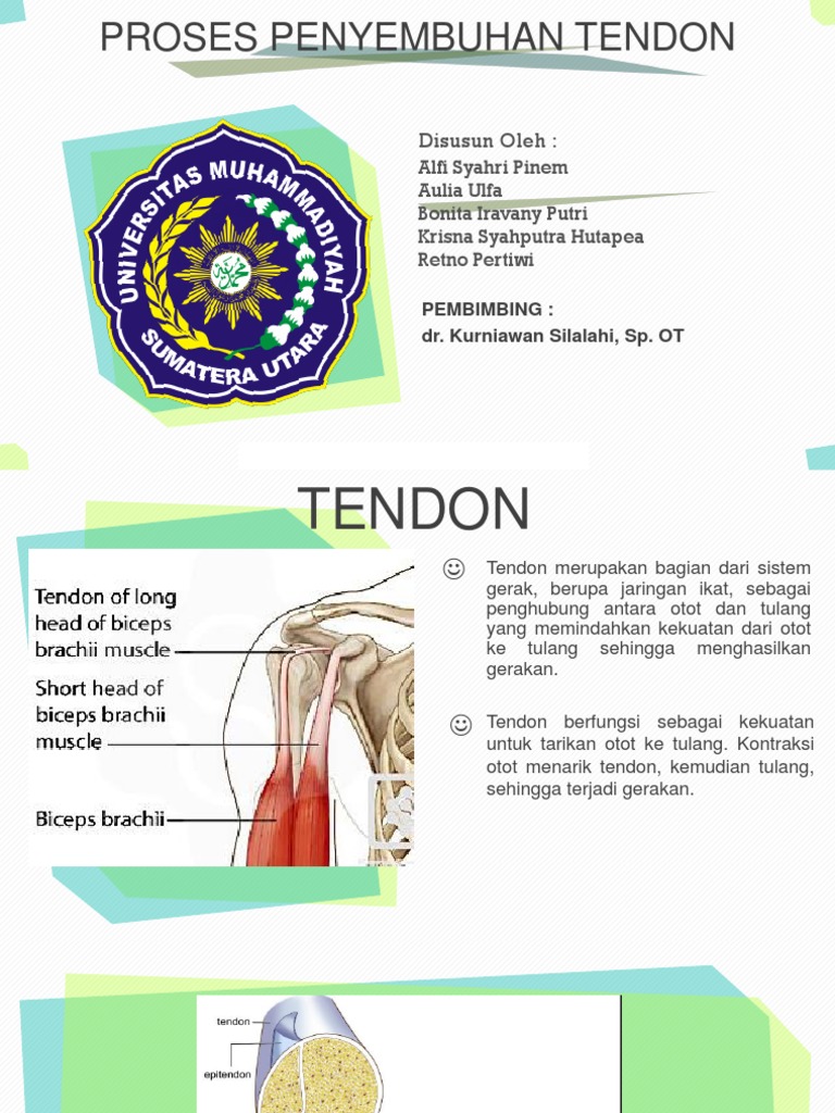 Tendon | PDF
