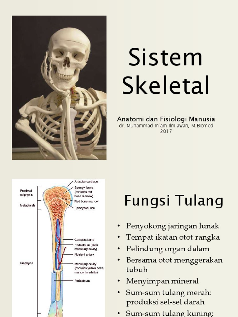 1 Anatomi & Fisiologi Manusia-Sistem Skeletal | PDF