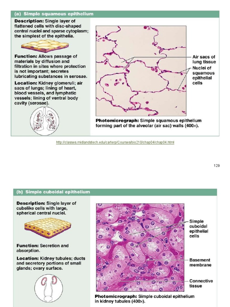 Epithelium Tissue Charts | Epithelium | Tissue (Biology)