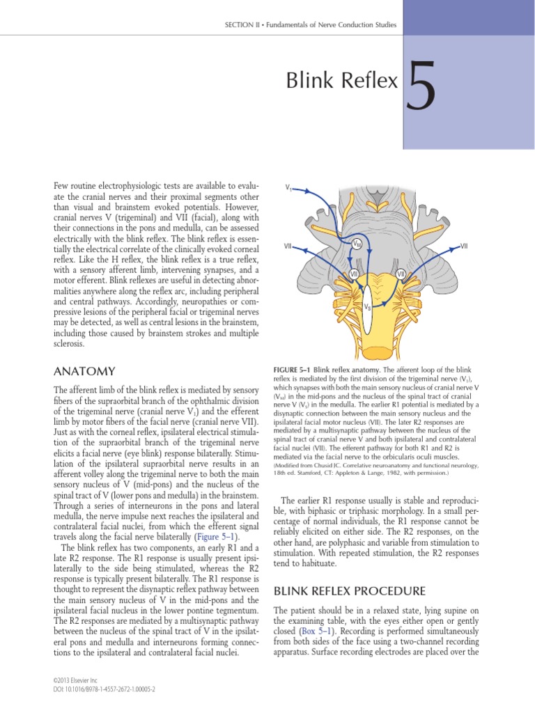 Blink Reflex: Anatomy | PDF | Brainstem | Nerve