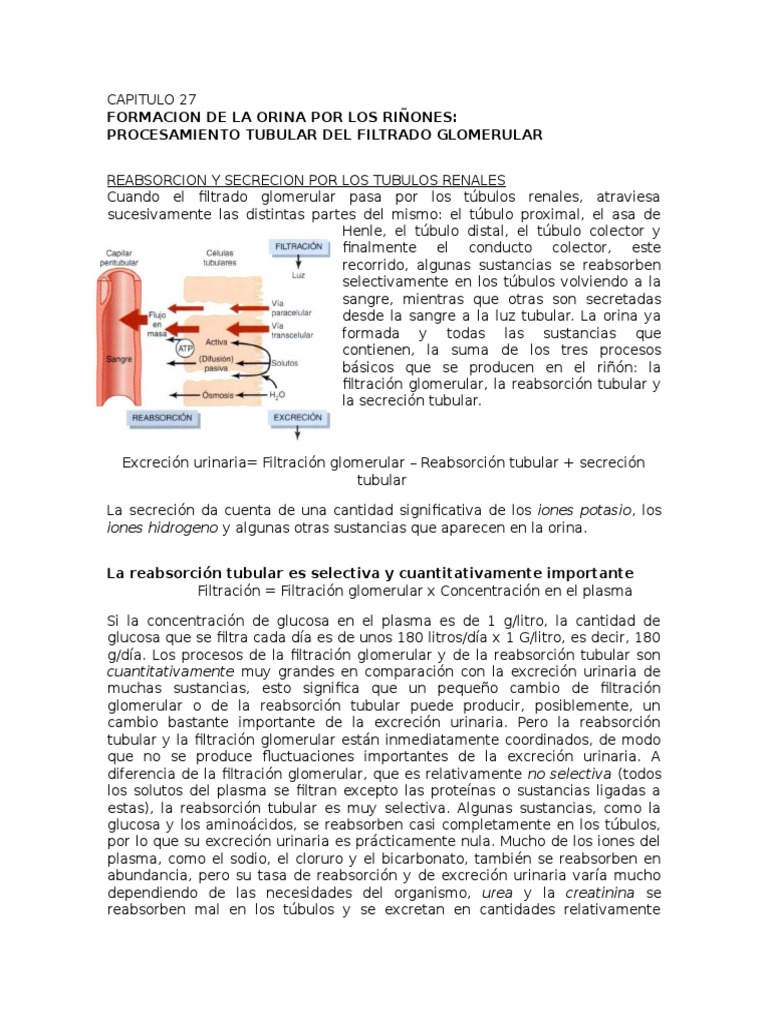 Guyton Capitulo 28 Resumen Compendio | PDF | Riñón | Orina