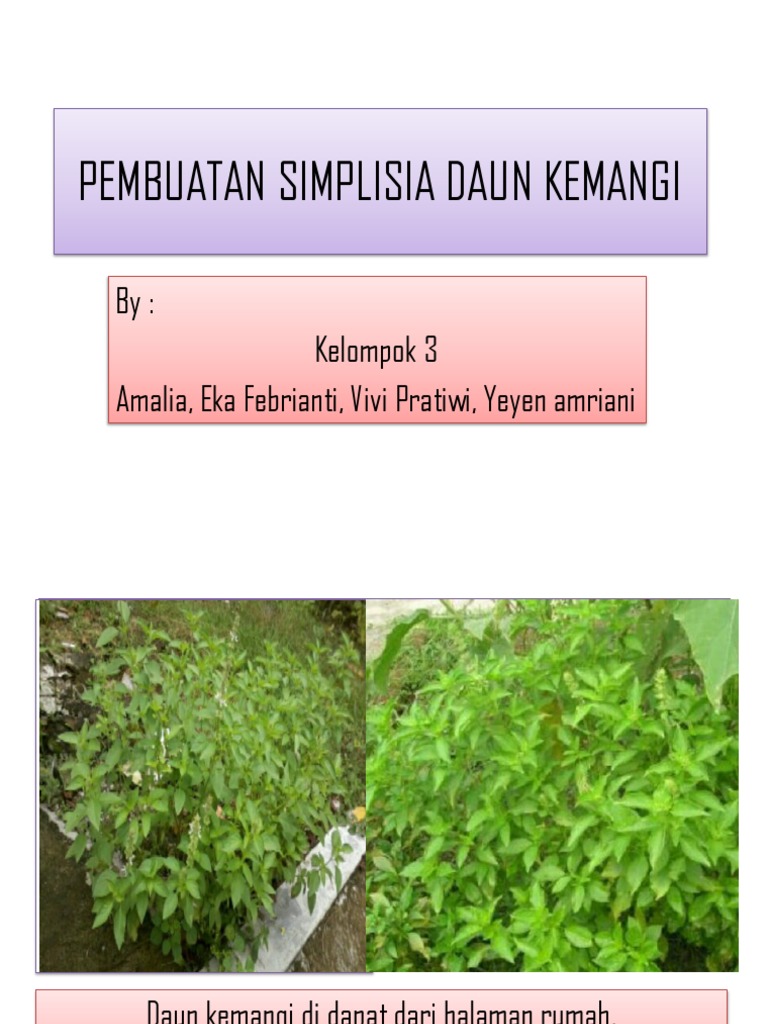 Simplisia Tanaman Kemangi | PDF