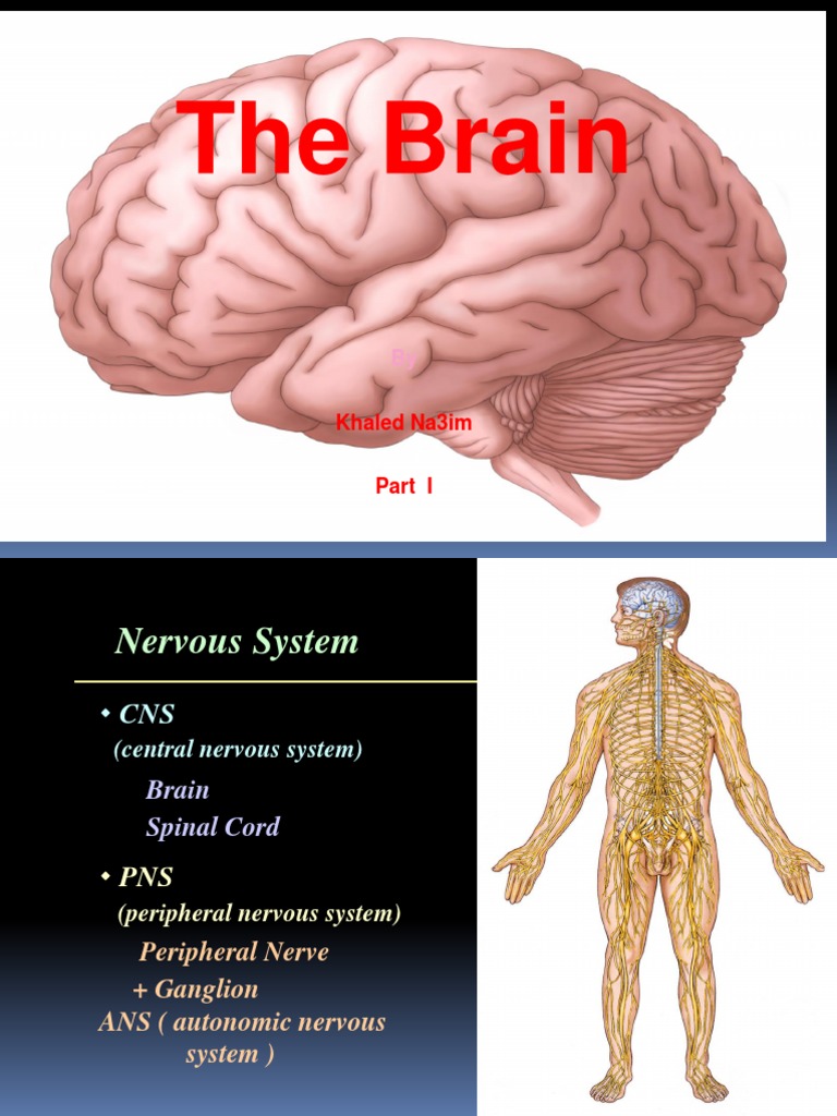 Brain Anatomy | PDF | Cerebrum | Central Nervous System