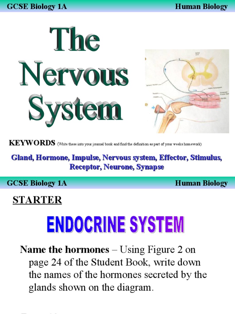 The Nervous System and Reflex Arc | PDF | Neuron | Reflexes