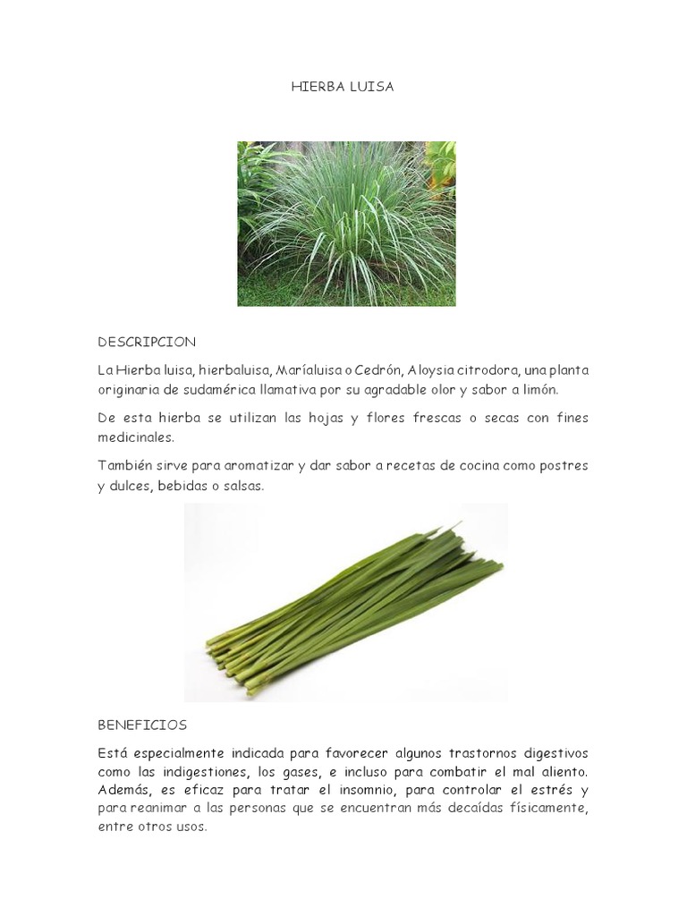 Hierba Luisa | PDF | Jabón | Bebidas