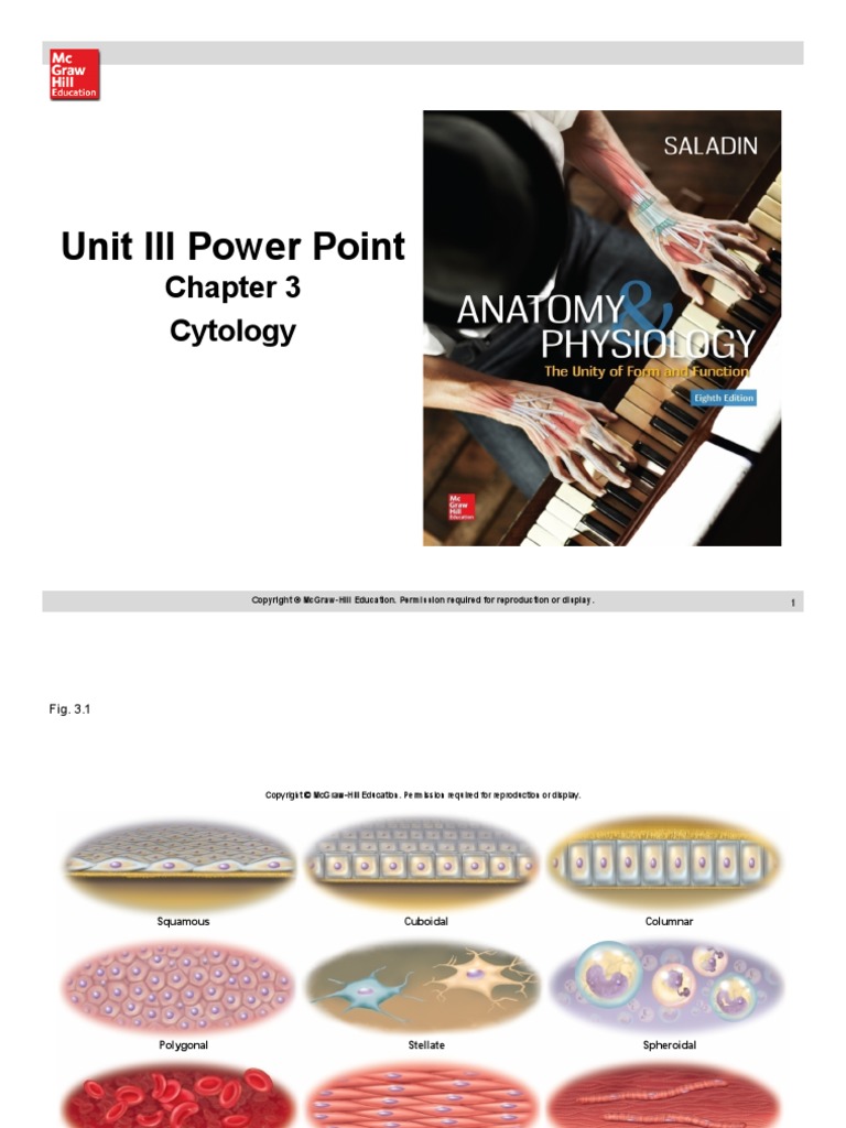 A&P I - Unit III - Powerpoint | PDF | Cell Membrane | Endoplasmic Reticulum