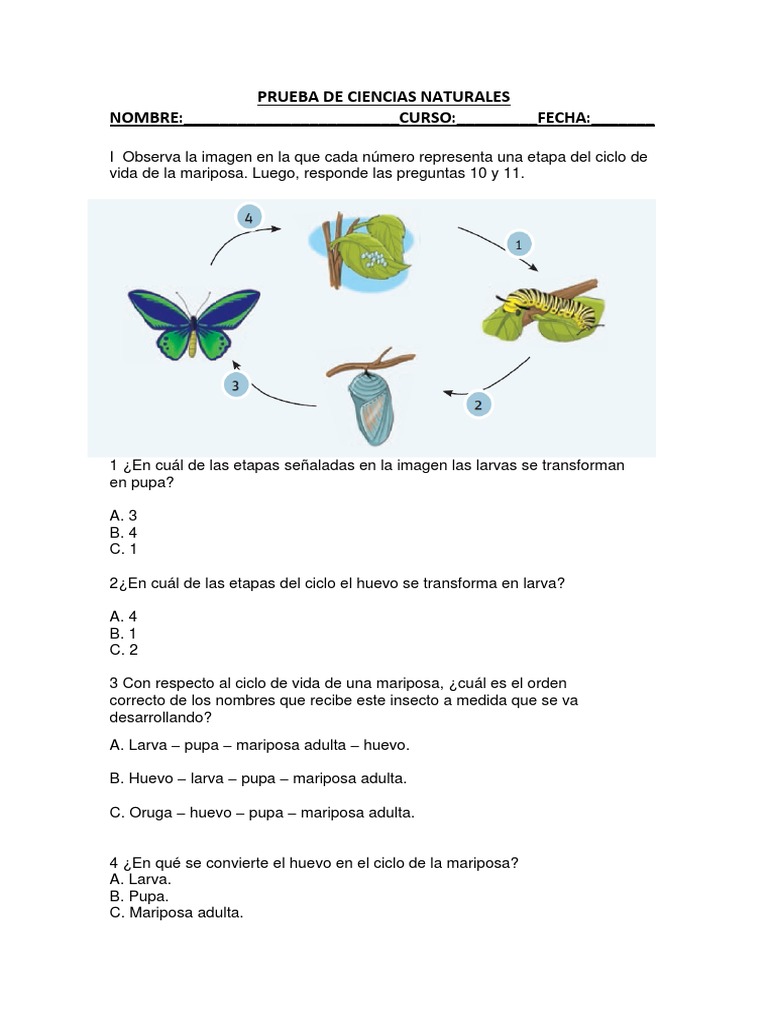 Prueba de Ciencias Naturales Ciclo de Vida