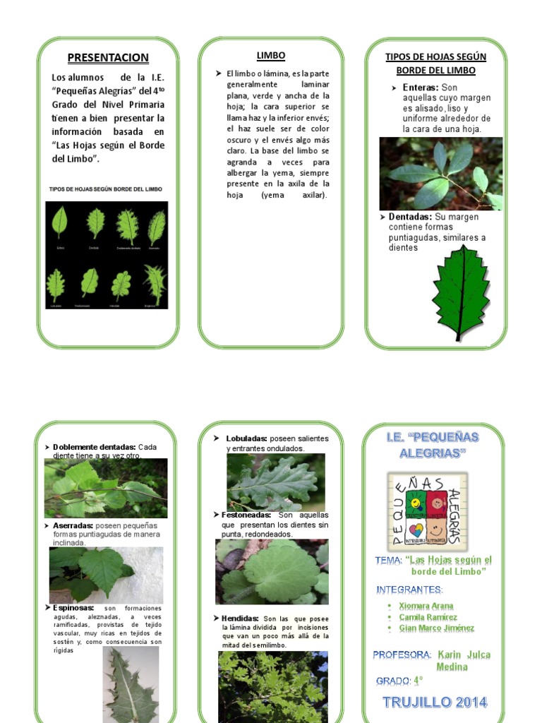 Hojas Limbo 2014 | PDF | Hoja | Botánica