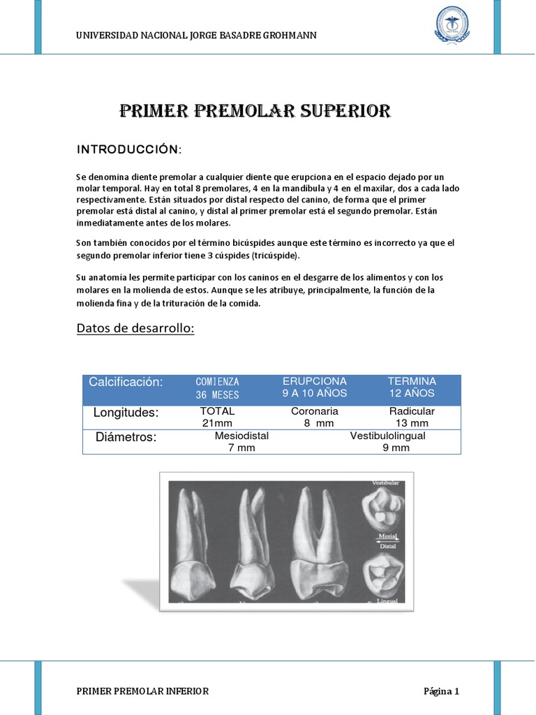Primer Premolar Inferior | PDF | Anatomia dental | Boca