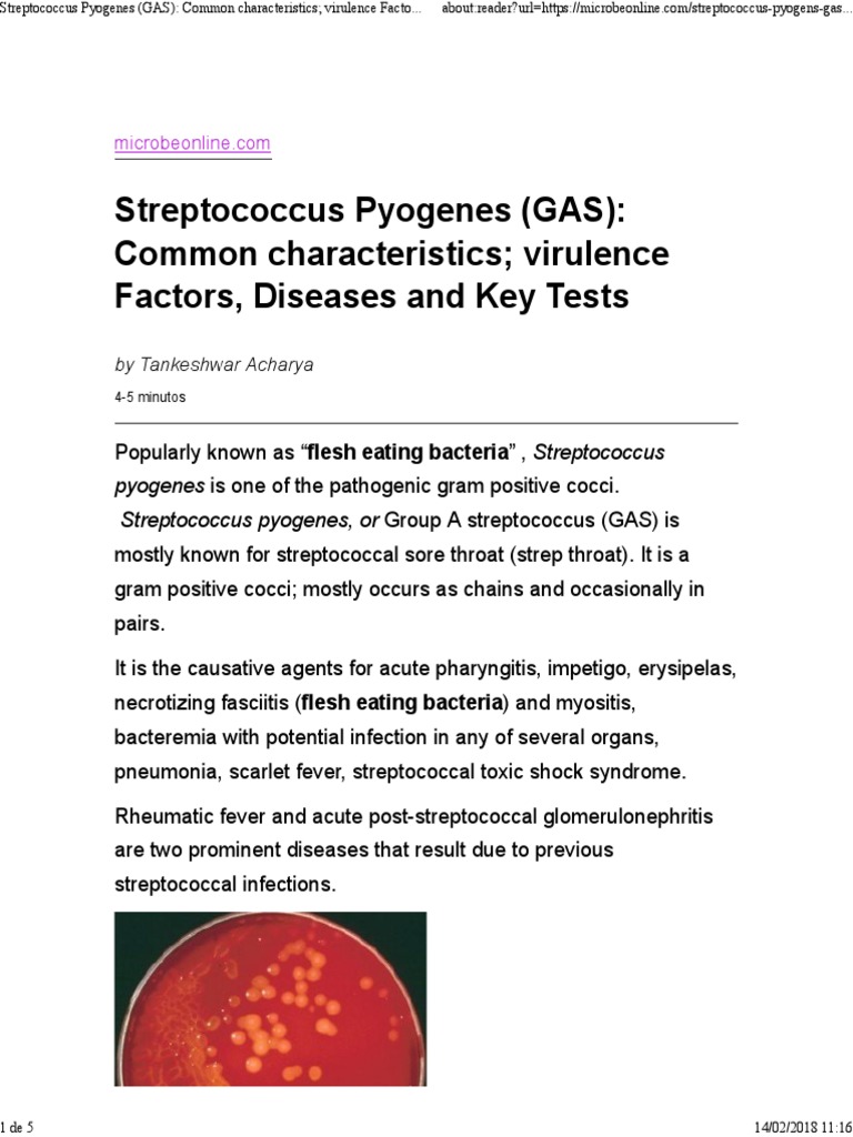Streptococcus Pyogenes (GAS) : Common Characteristics Virulence Factors ...