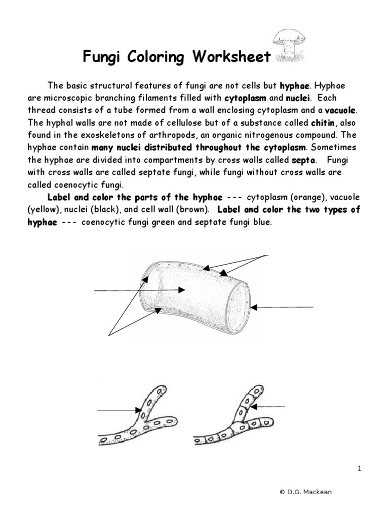 Fungi Coloring Worksheet | PDF | Mushroom | Fungus