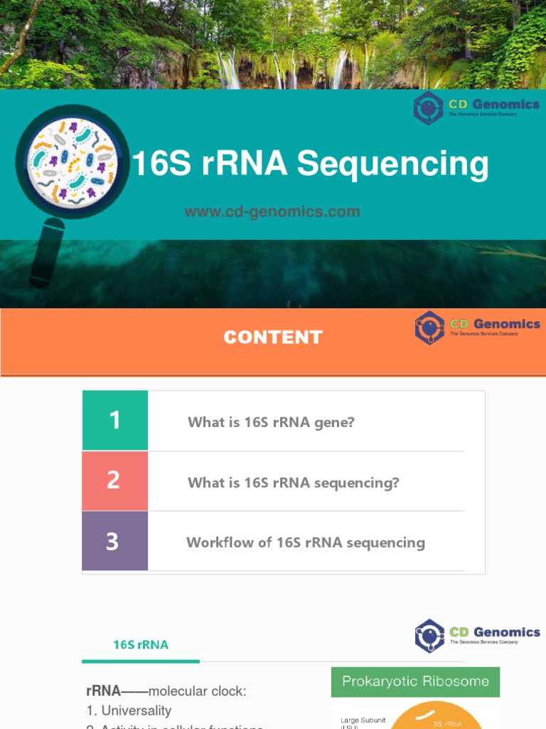 Introduction To 16s RRNA Sequencing-CD Genomics | PDF | 16 S Ribosomal ...
