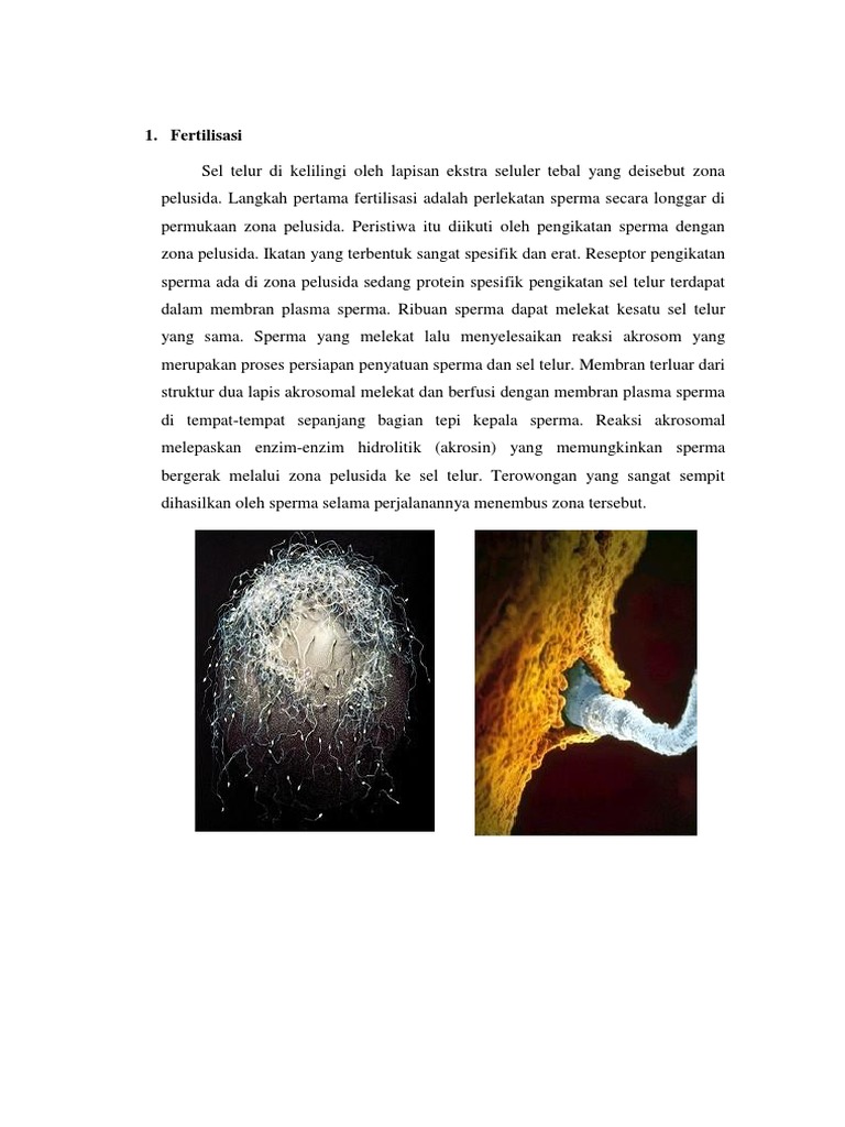 Perkembangan Embrio Manusia | PDF | Sains & Matematika
