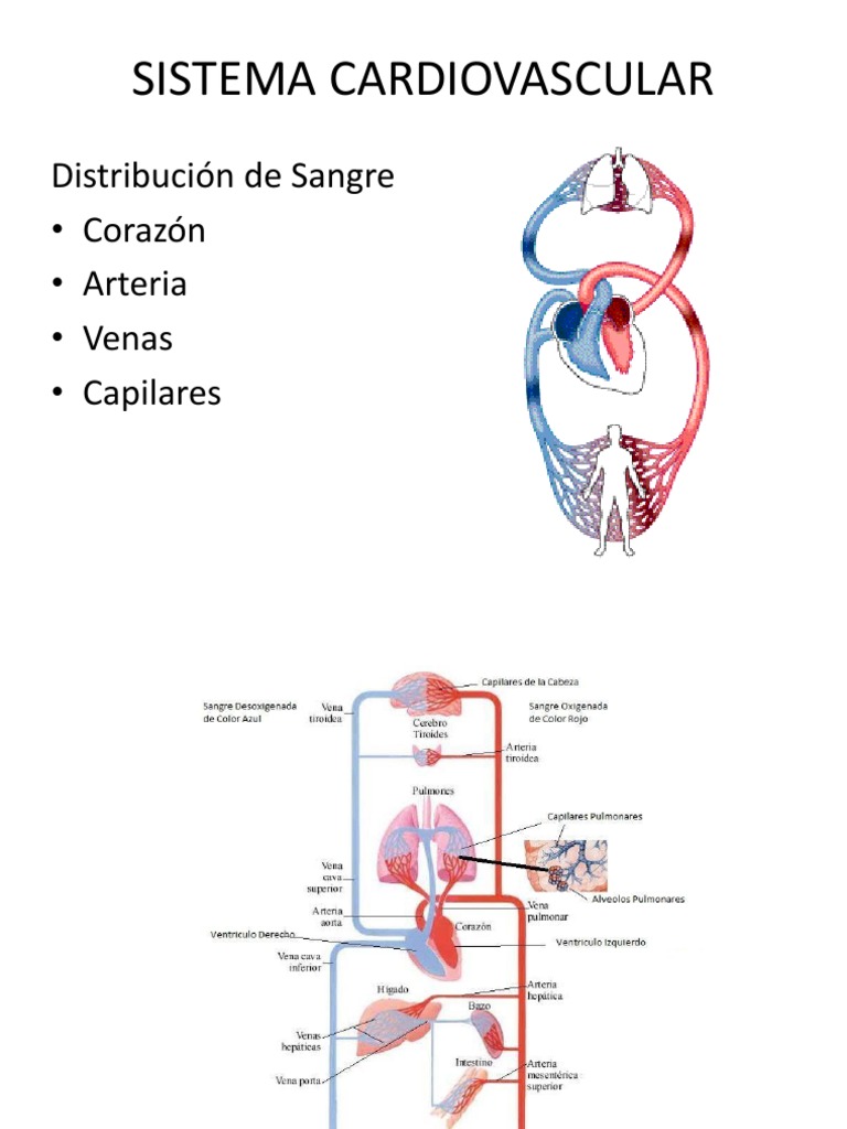 SISTEMA CARDIOVASCULAR.pdf | Aorta | Corazón