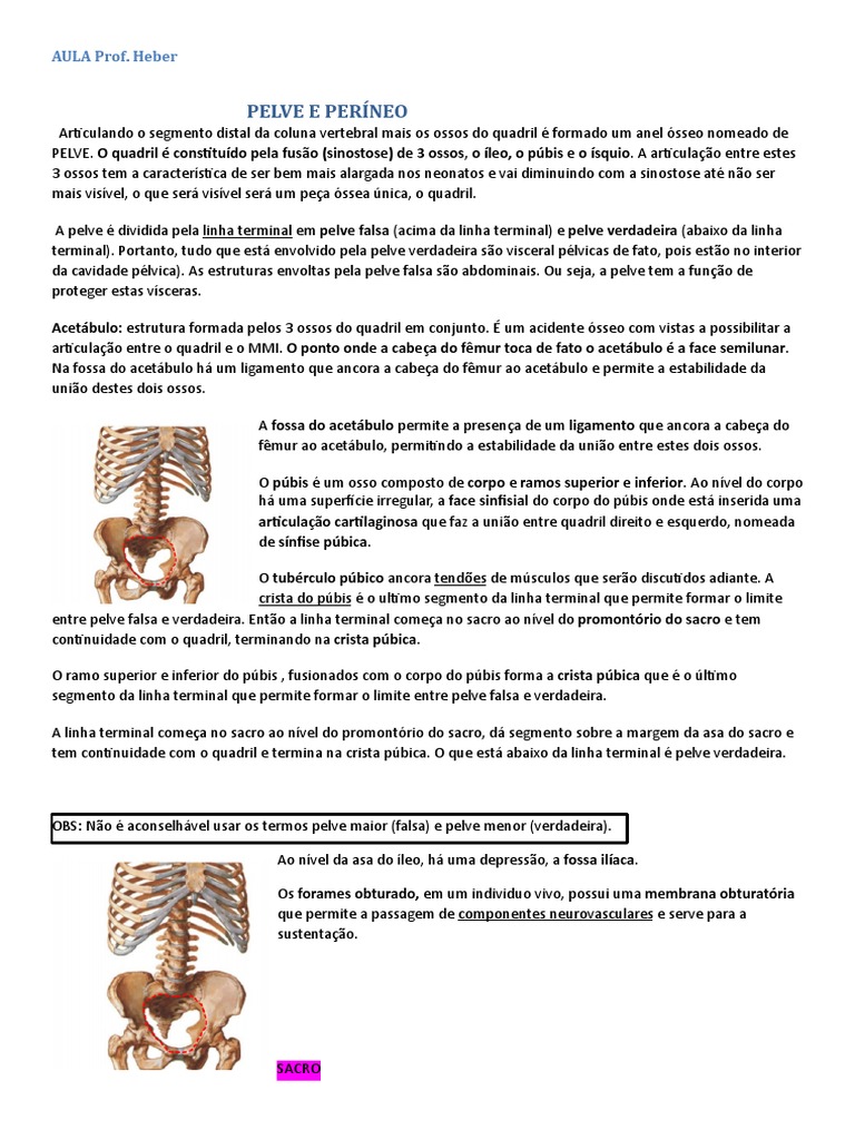 Resumo sobre Pelve e Perineo Aula de Anatomia - Ossos e Músculos ...