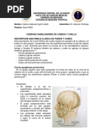 Arco de Riolano | PDF | Tinción | Anatomía