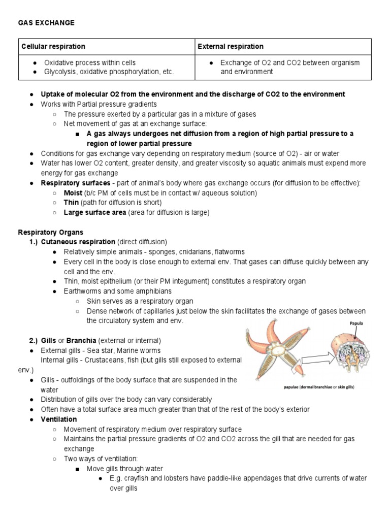 Gas Exchange Notes | PDF | Breathing | Lung