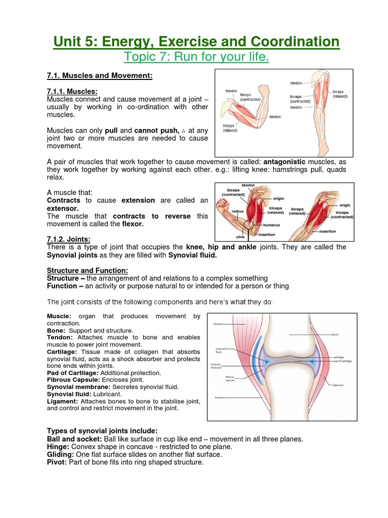 Edexcel IAL A2 Biology: Topic 7 - Run For Your Life | Download Free PDF ...