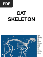 Cat Dissection Guide PDF | PDF