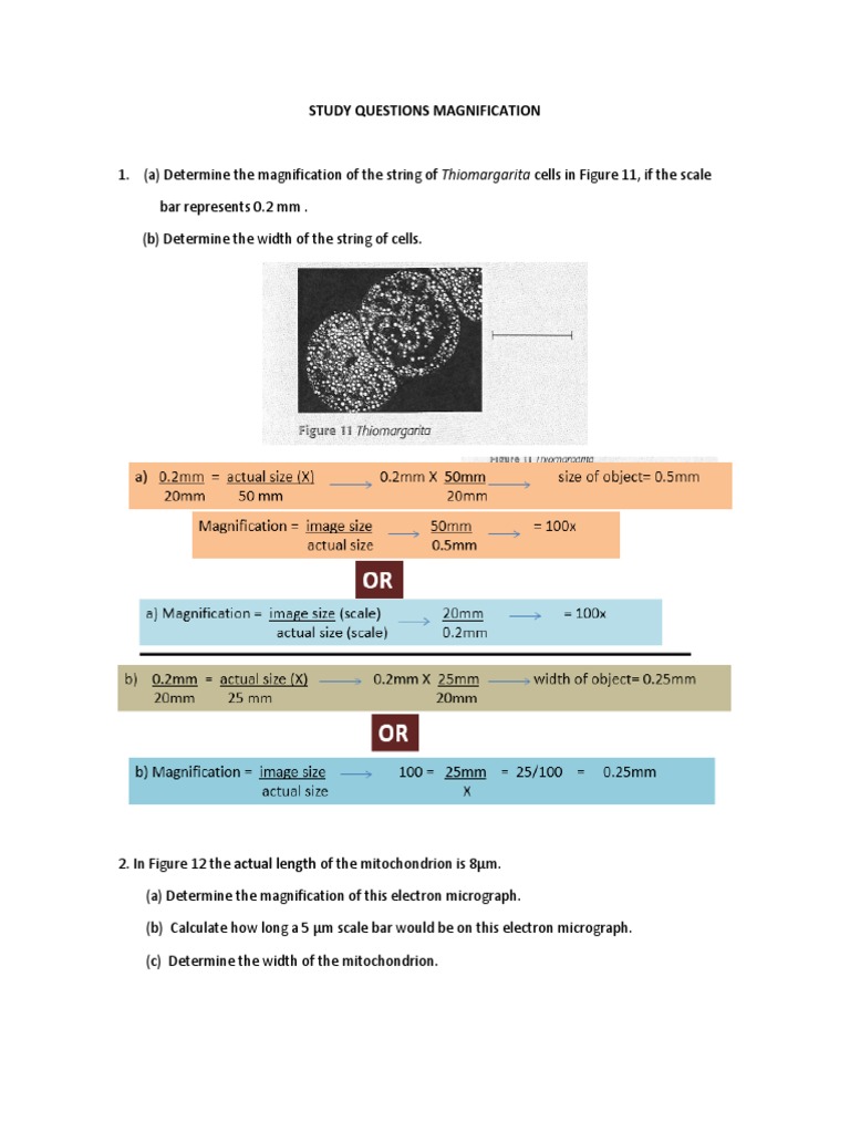 Paper 2-Magnification Study Questions | PDF | Micrograph | Optics