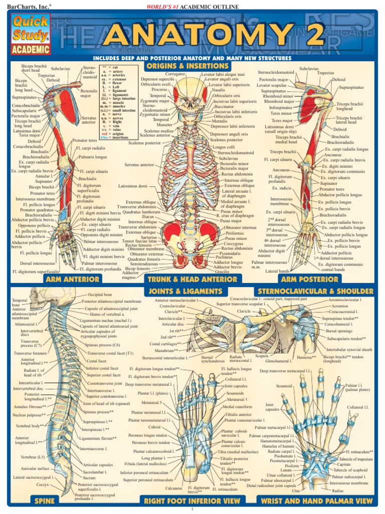 BarCharts QuickStudy Anatomy Vol 2 PDF | PDF