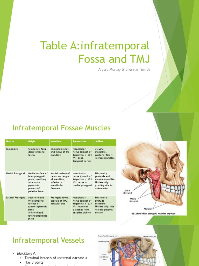 Table A - TMJ and Infratemporal Fossa | Download Free PDF ...