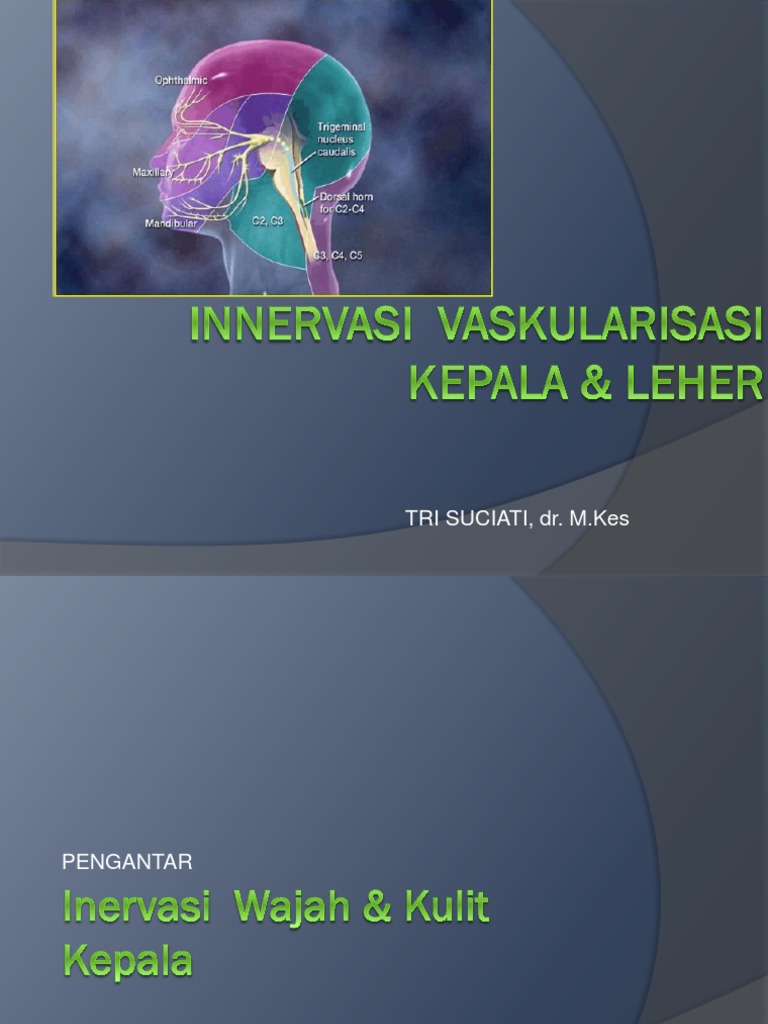Innervasi Vaskularisasi | PDF