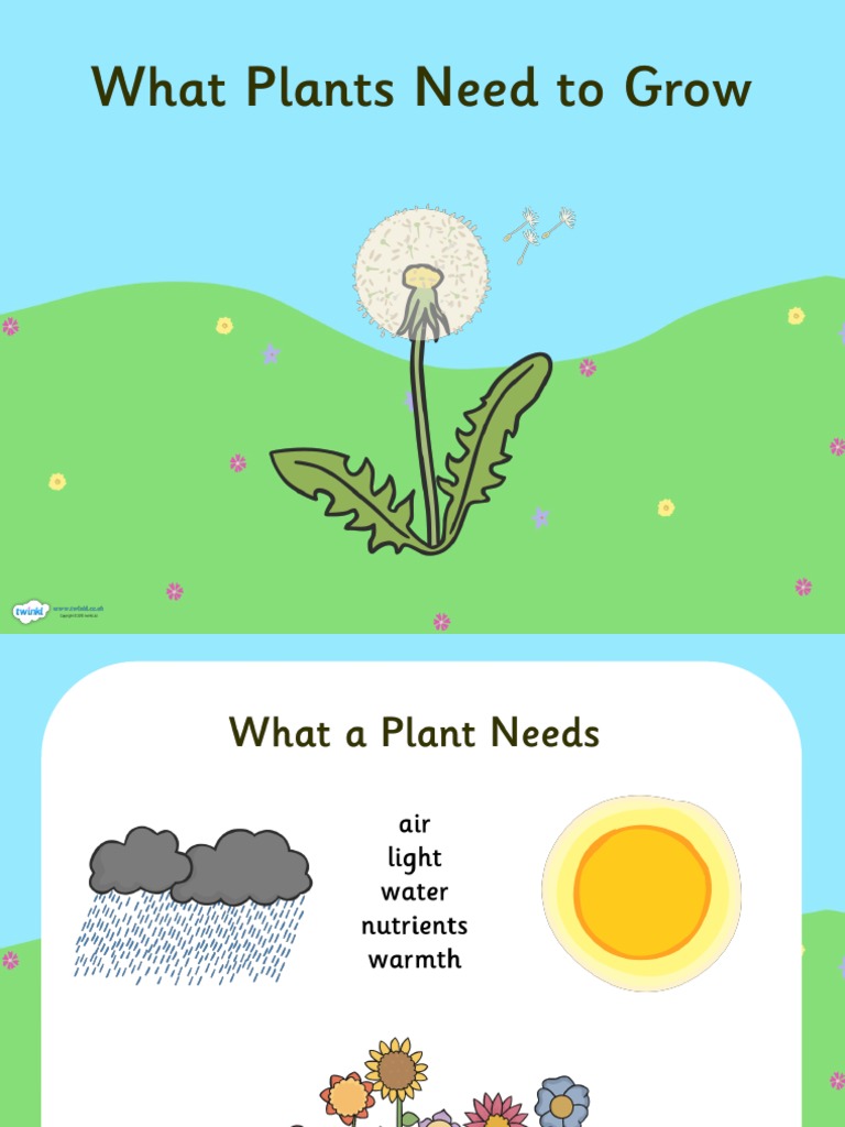T2 S 230 What Plants Need To Grow Powerpoint | PDF