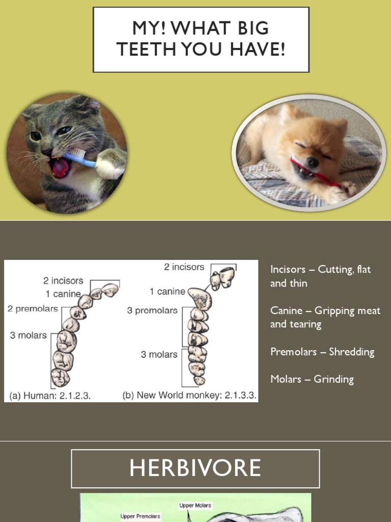 My! What Big Teeth You Have! | PDF