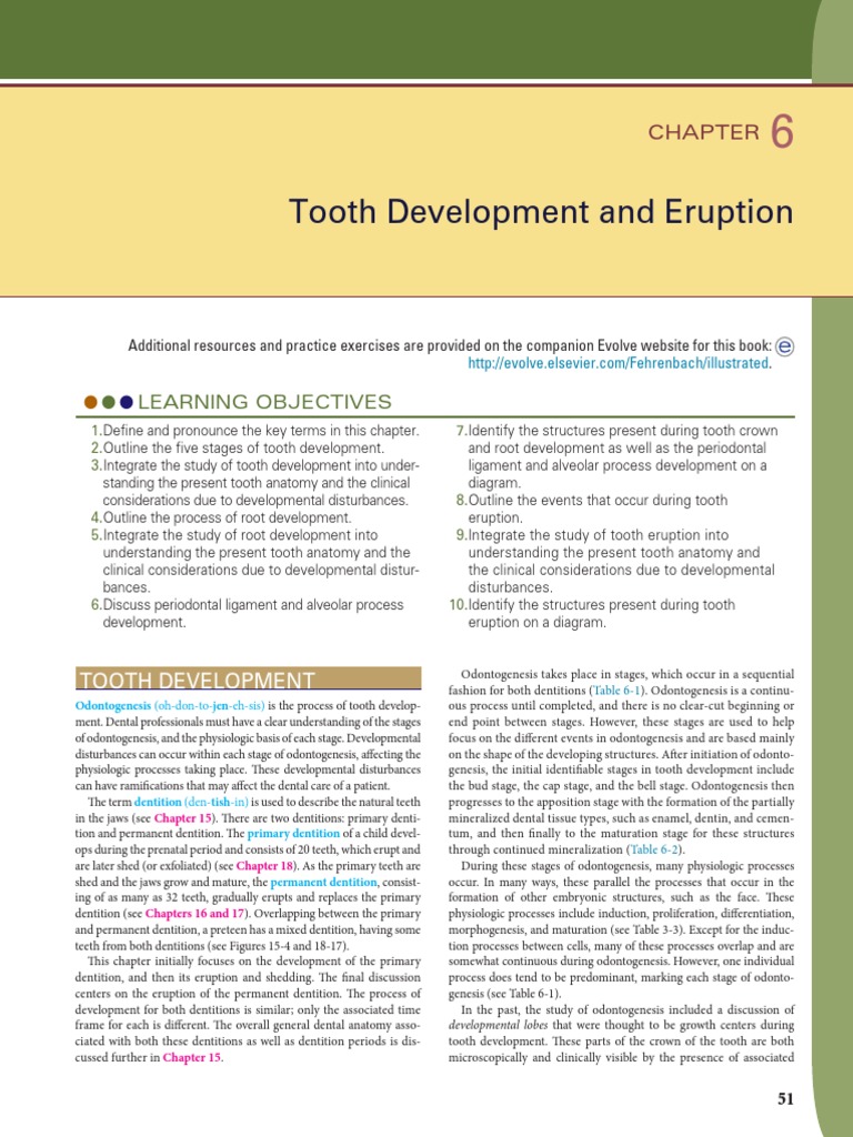 Tooth Development and Eruption c6 | PDF | Human Tooth | Tooth Enamel