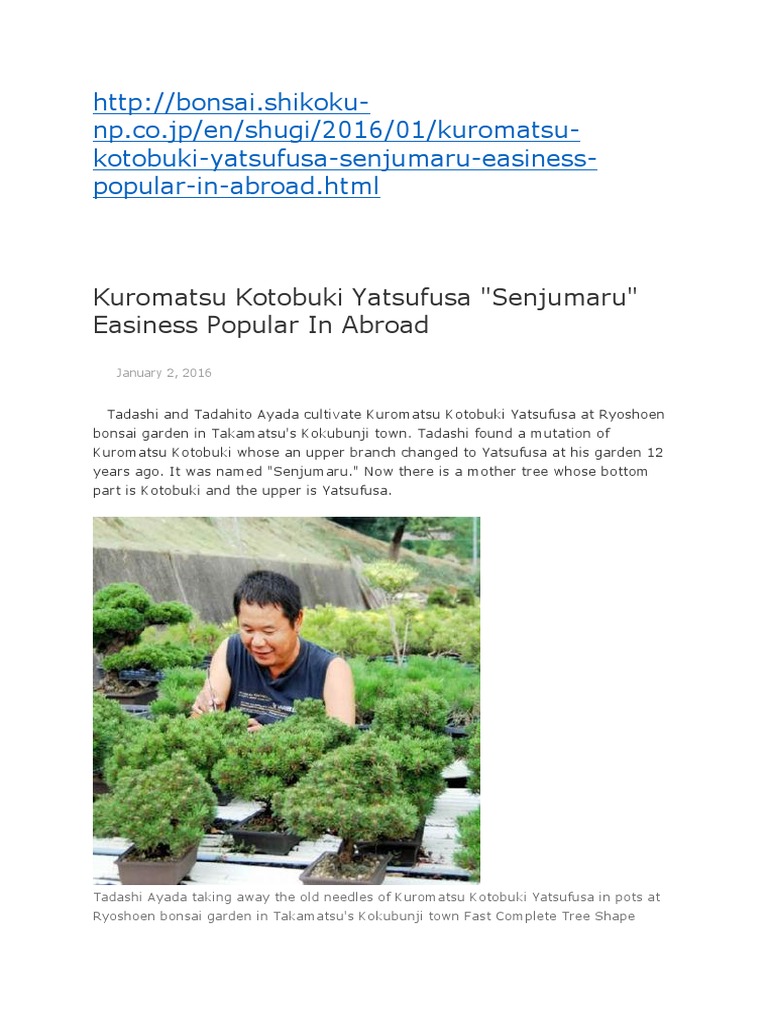 Japanese Black Pine JBP - Grafting | PDF | Bonsai | Grafting