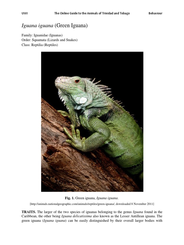 Iguana - Iguana - Green Iguana | PDF | Birds | Organisms